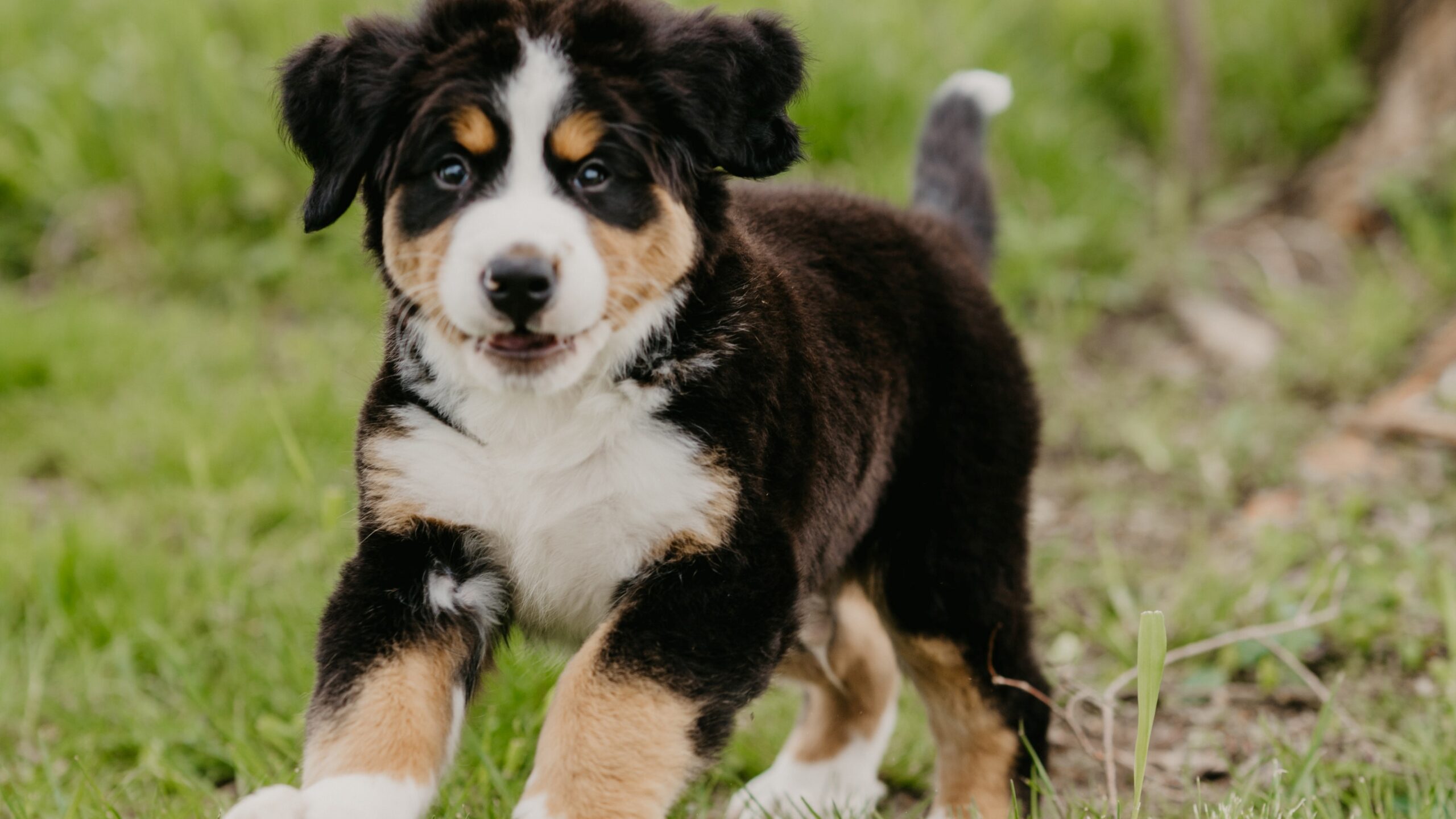 Complete Buying Guide for New Dog Owners – Rank-It.ca